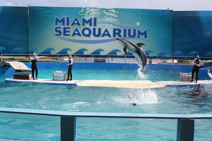 Miami Seaquarium: Heures d'ouverture, Activités, Avis des visiteurs ...