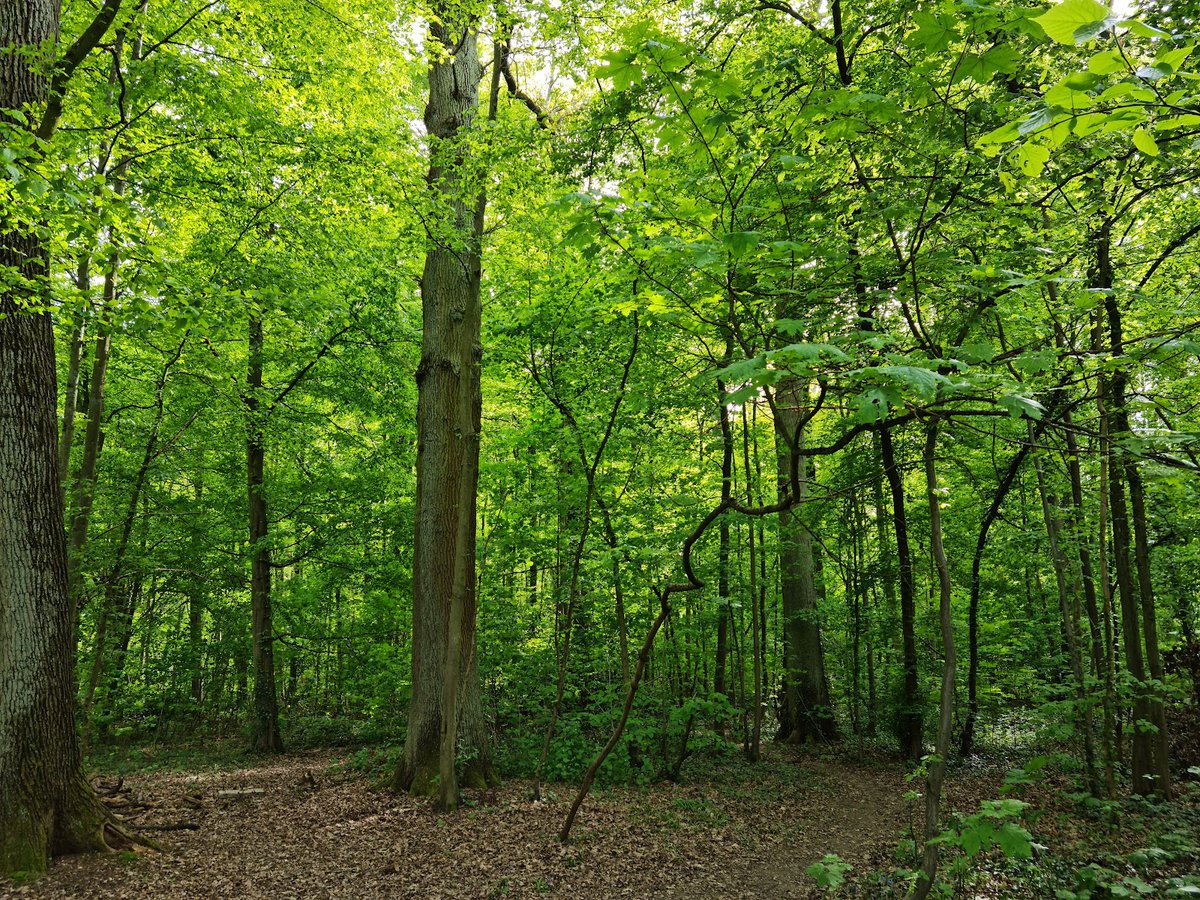 State forest of Meudon - باريس: Working hours, Activities, Visitor reviews