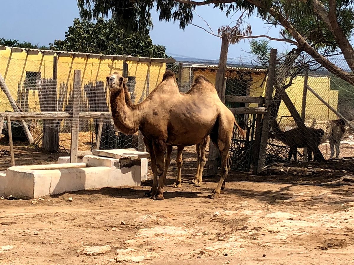 Kantaoui Zoo - Sousse: Working hours, Activities, Visitor reviews