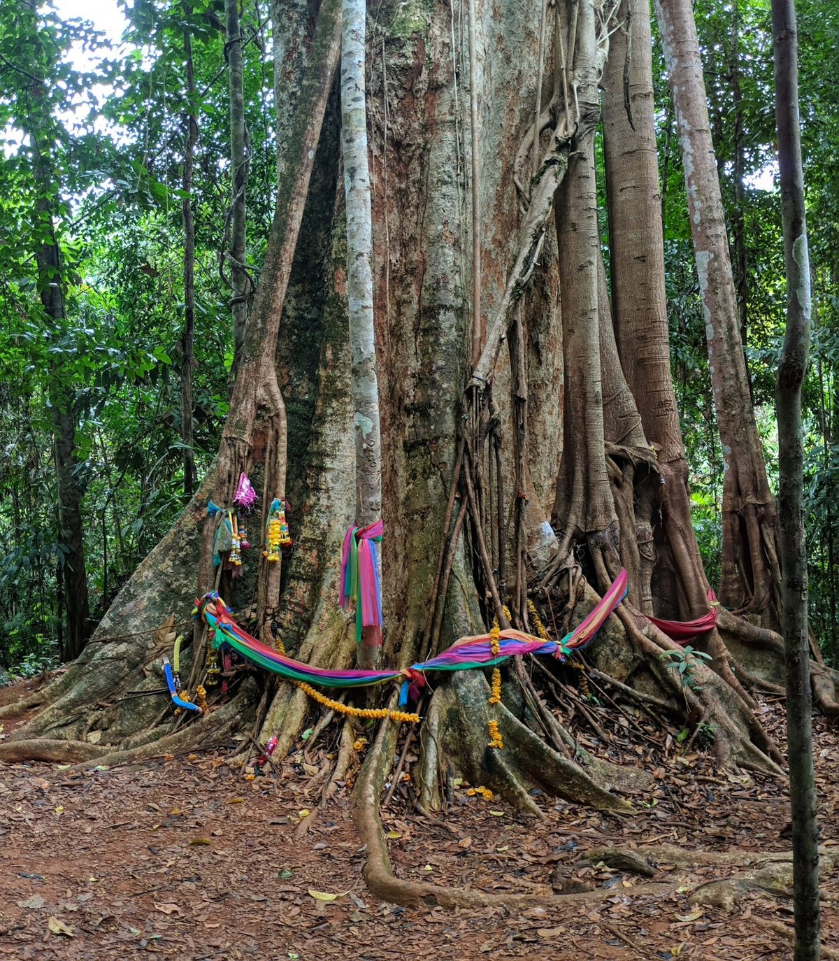 Makayuk - The Old Tree - ترات: Working hours, Activities, Visitor reviews