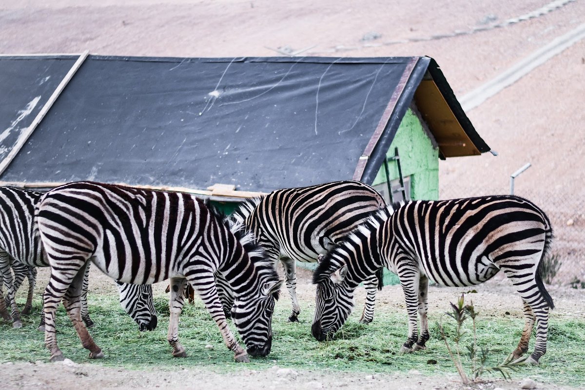 Erbil Zoo - أربيل: Working hours, Activities, Visitor reviews