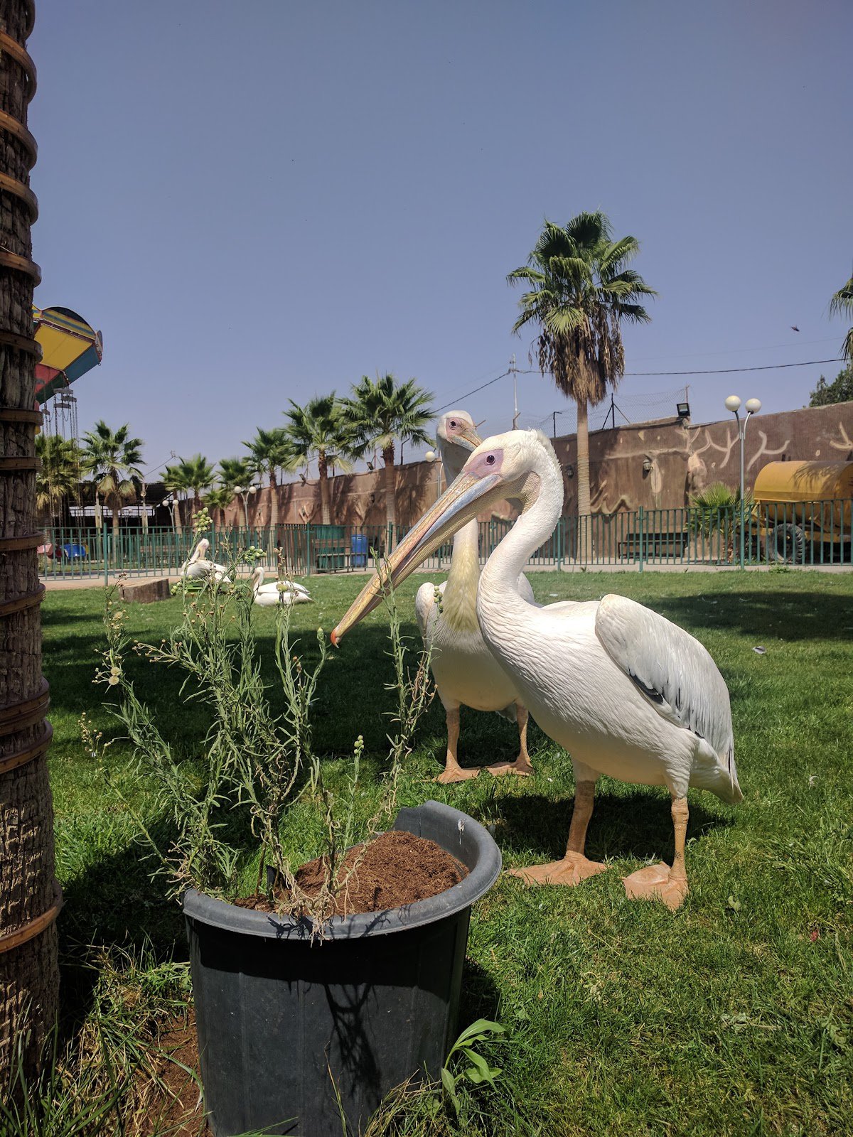 The Jordan Zoo - عمان: Working hours, Activities, Visitor reviews